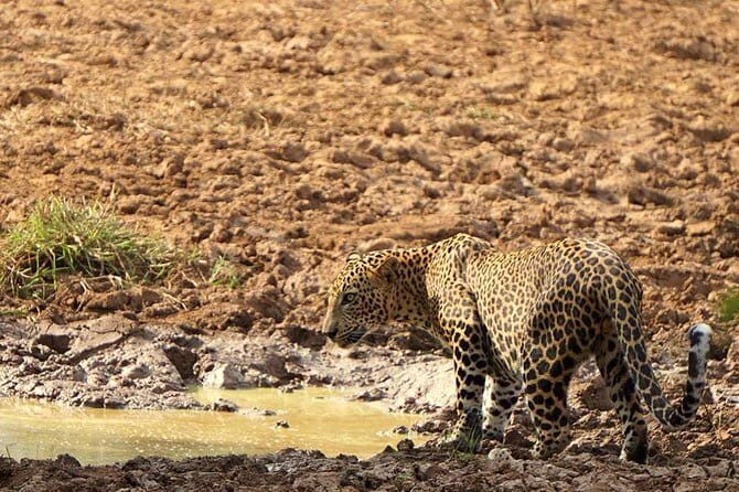 Yala National Park Leopard Safari - HALF DAY/FULL DAY TOUR - Who Is This Tour Best Suited For?