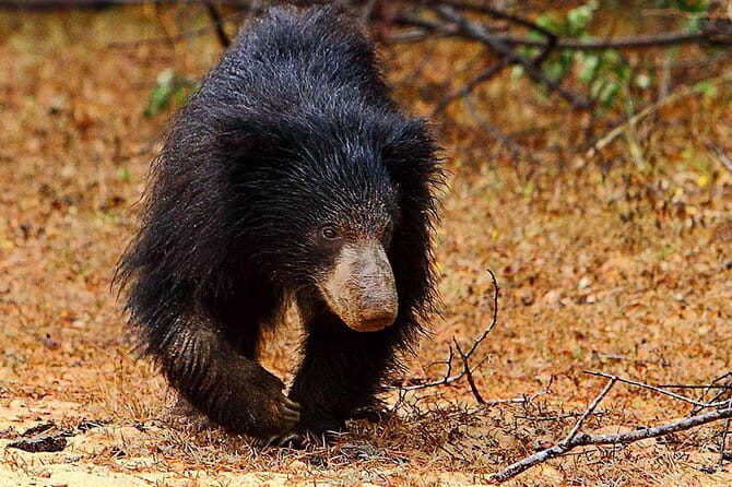 Yala National Park Private Safari with Naturalist - Evaluating the Value