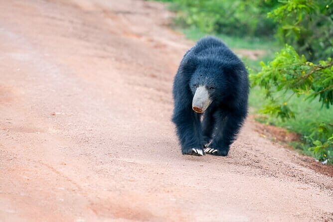 Yala National Park Safari from Ella - FAQs about the Yala Safari from Ella
