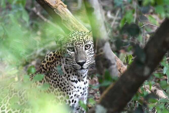 Yala National Park Safari from Galle - The Sum Up