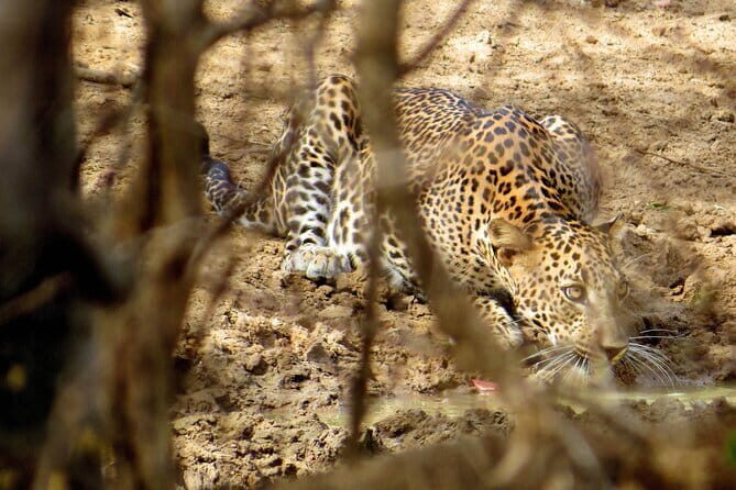 Yala National Park Safari from Koggala - What Makes This Tour Stand Out?