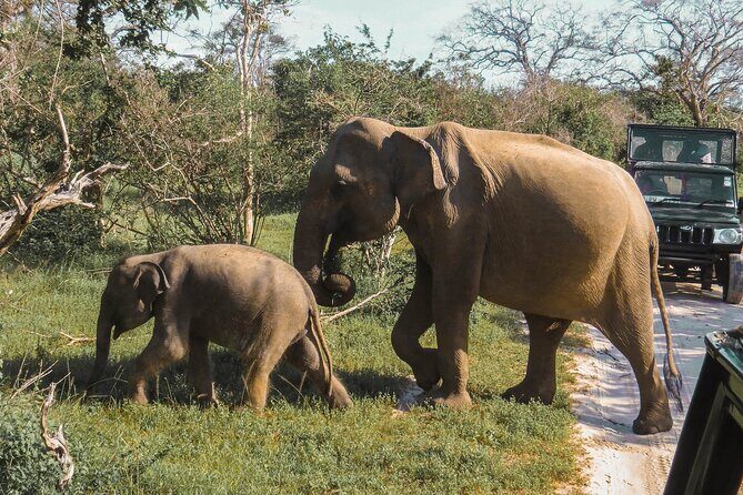 Yala National Park Safari from Mirissa - What’s Included and What’s Not