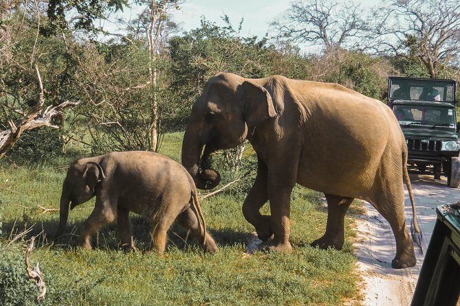 Yala National Park Safari from Talpe - Final Thoughts