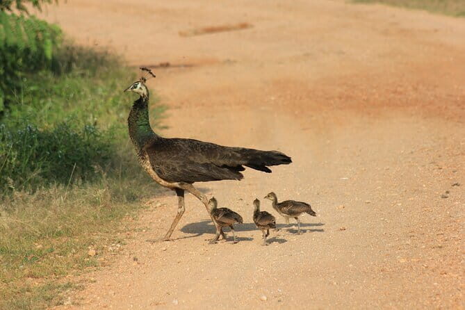 YALA National Park Safari with Transfer Mirissa to ArugamBay - Final Thoughts: Is It Worth It?