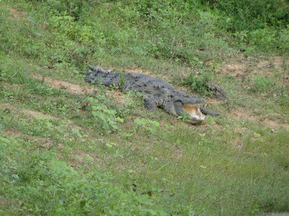 Yala One Day Tour - Analyzing the Cost and Value
