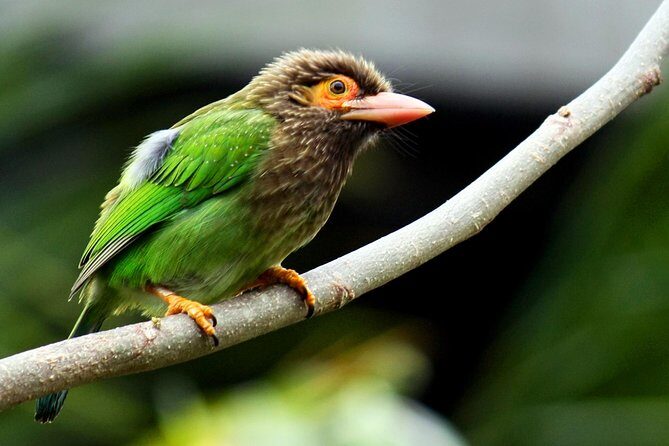 Yala Safari & Bundala Bird Watching Safari ( All Inclusive) From Mirissa - FAQ