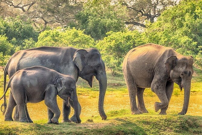 Yala Safari Drive From Ella - Wildlife and Ecosystem Variety