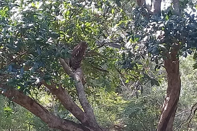 Yala Safari From Kaluthara - Bantota - ahaungalla -Hikkaduwa - And Surround - Practicalities and Tips for Booking