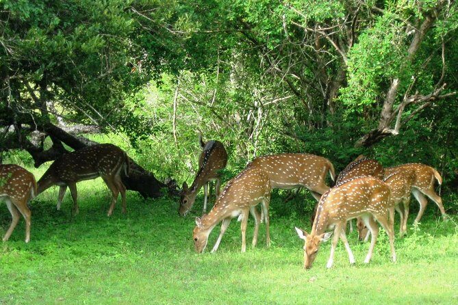 Yala Safari Private Day Trip from Bentota and Kalutara Areas - A Closer Look at the Yala Safari Experience