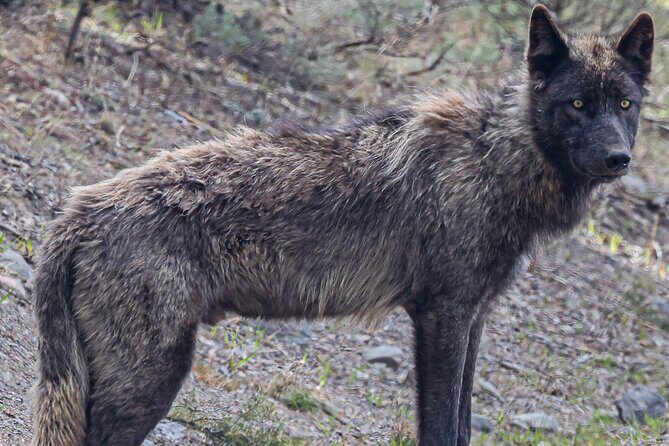 Yellowstone Full-Day Upper Loop Wildlife Adventure w/Lunch - Authentic Feedback from Travelers