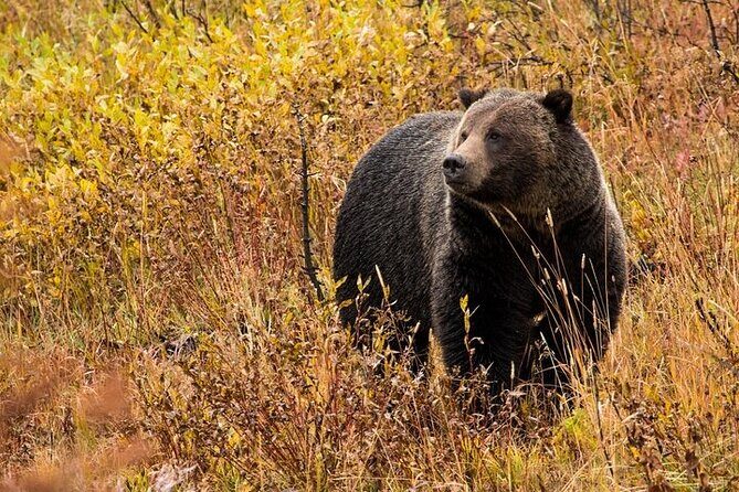 Yellowstone & Grand Teton National Parks: Small Group 6-Day Tour - The Itinerary in Detail