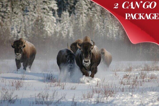Yellowstone & Grand Teton National Parks Winter Tour 5-Day - Authentic Experiences and Hidden Gems