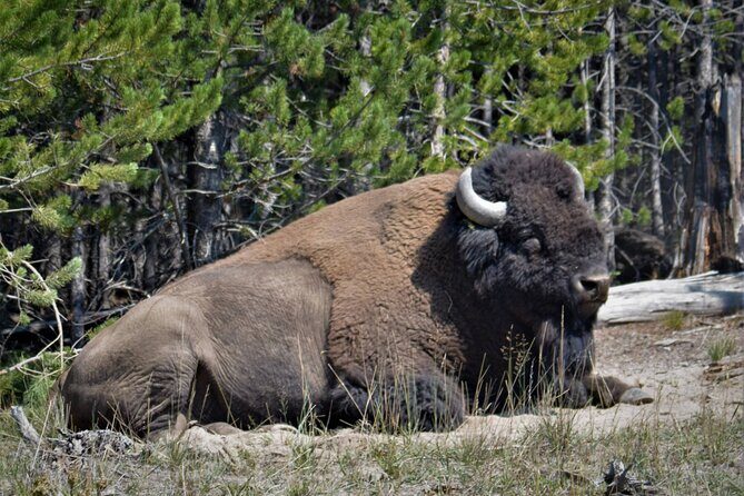 Yellowstone National Park 2 Day Tour Upper and Lower Loop - The Transportation & Comfort Factor