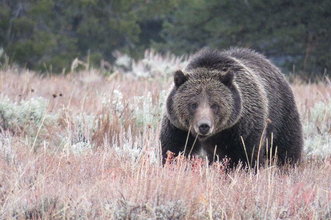 Yellowstone National Park - PRIVATE Full-Day Lower Loop Tour from W. Yellowstone - Breaking down the itinerary