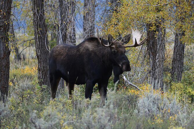 Yellowstone National Park - Private Lower Loop Adventure - FAQ