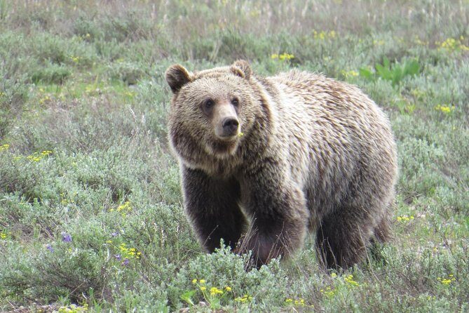 Yellowstone National Park - PRIVATE Upper Loop Tour from West Yellowstone - Who Will Love This Tour?