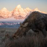 Yellowstone National Park Private Wildlife Tour - What’s Included and What’s Not