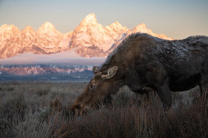 Yellowstone National Park Private Wildlife Tour - What’s Included and What’s Not