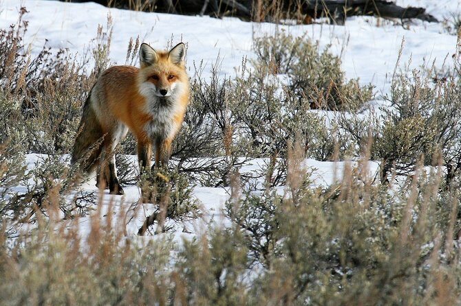 Yellowstone Private Lower Loop Adventure with Lunch - Why This Tour Offers Good Value