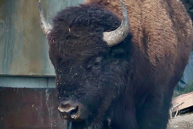 Yellowstone Wildlife and Photo Tours Upper Loop Tour From Cody - The Itinerary: What to Expect