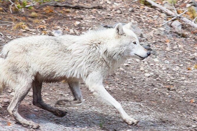 Yellowstone Wildlife Safari in Lamar Valley from Bozeman - Who Will Love This Tour?