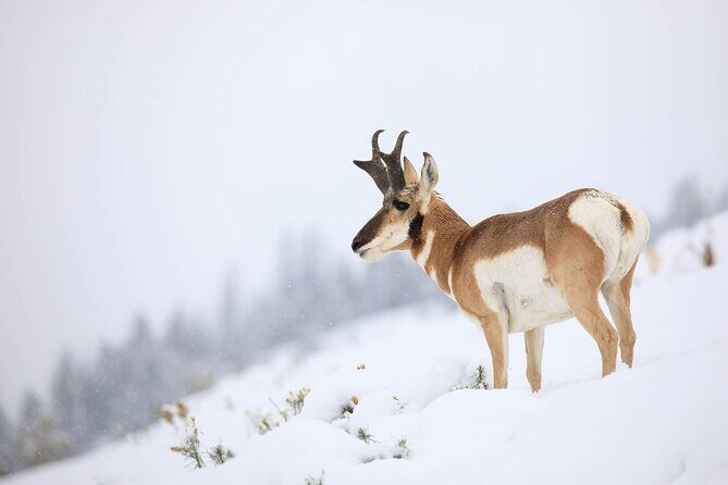 Yellowstone Winter Wildlife Safari from Bozeman - Private Tour - Who Will Love This Tour?