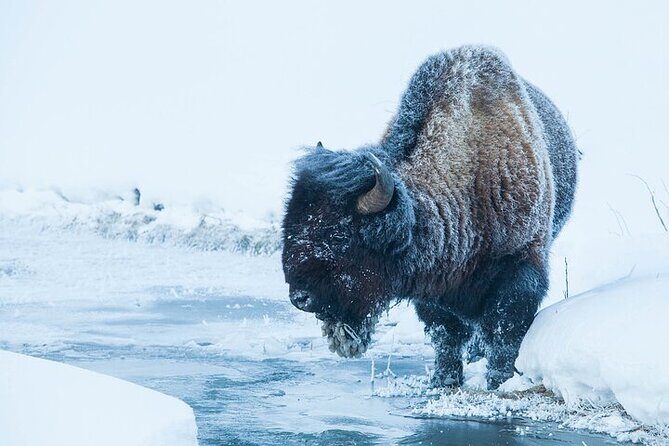 Yellowstone Winter Wildlife Safari From Gardiner - FAQ