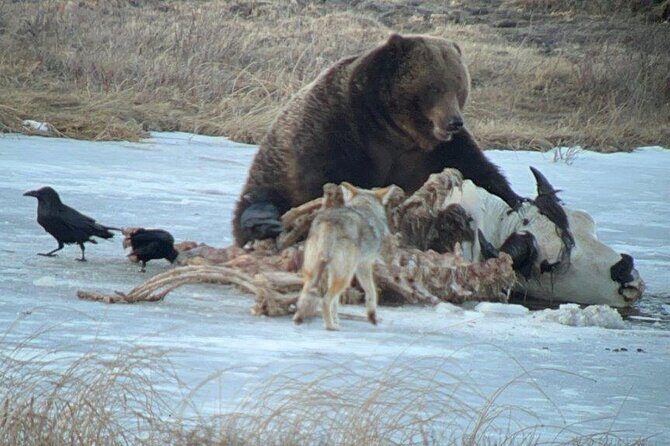 Yellowstone Winter Wildlife with Snowshoeing VIP Experience - FAQs
