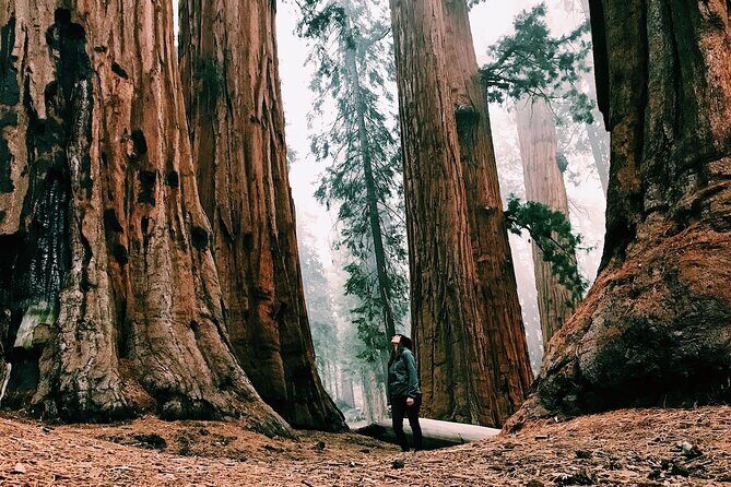 Yosemite and Giant Sequoias Day Tour - What’s Included and What’s Not