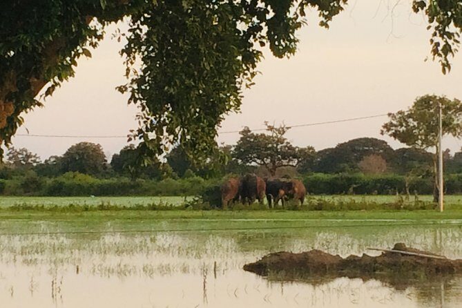 09 Day Explore Sri Lanka - The Value and Practical Aspects