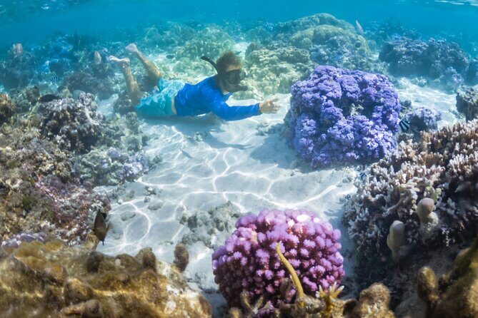 1/2 day Tahaa coral garden - departure Raiatea / ideal for cruise passengers - Authentic Underwater Encounters and Practical Tips