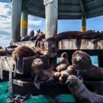 1.5hour Scenic and Wildlife luxury cruise - Who Would Love This Tour?