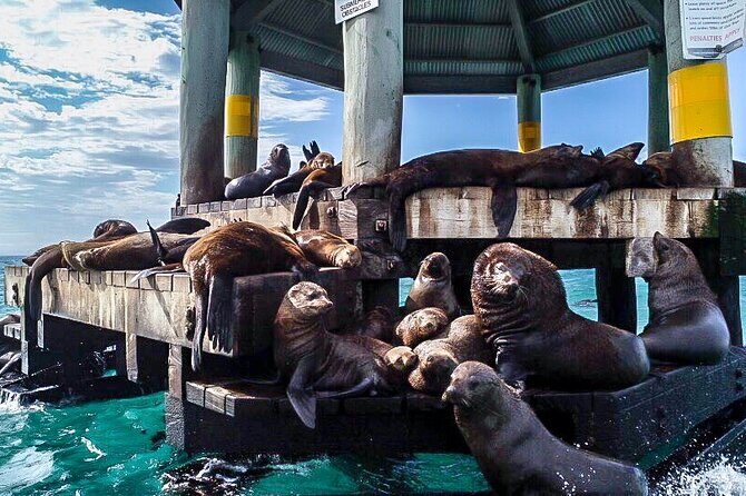 1.5hour Scenic and Wildlife luxury cruise - Who Would Love This Tour?