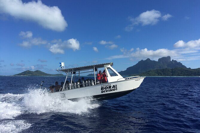 1 Afternoon Dive for Certified Divers in Bora Bora - The Sum Up