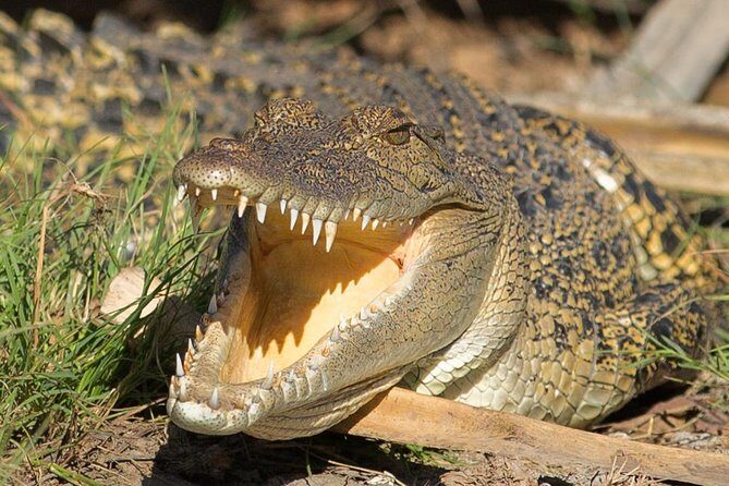 1 Day Corroboree Billabong Wetland Experience including 2.5 hour cruise + lunch - Discovering Darwin’s Wetlands: A Practical Overview