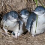 1 Day Exclusively Private Tour Of Phillip Island & The Penguin Parade - Exploring the Itinerary: What You Can Expect from Each Stop