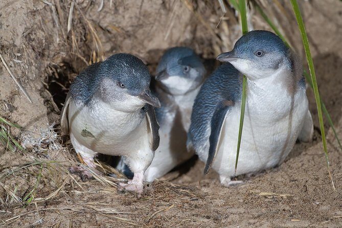 1 Day Exclusively Private Tour Of Phillip Island & The Penguin Parade - Exploring the Itinerary: What You Can Expect from Each Stop