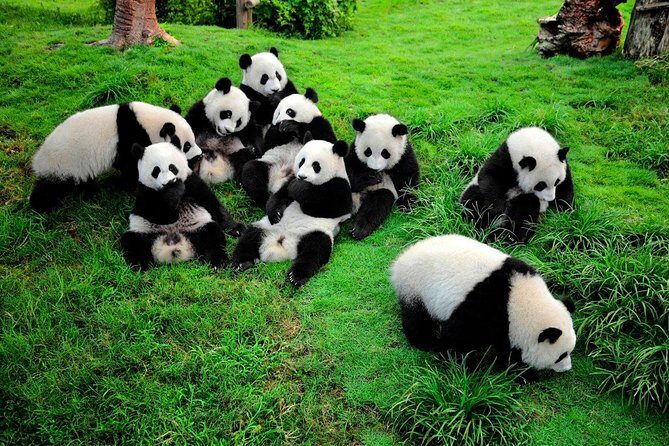 1 day Giant Panda & Leshan Buddha Private Tour - The Panda Breeding Base: A Love Letter to Pandas