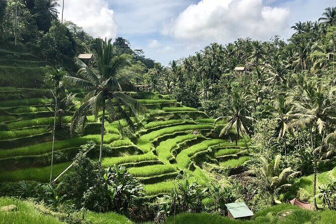 1 DAY Kintamani Plateau + Ubud + Tegallalang Rice Terrace + Tirta Empul Temple / Private tour 8 hours, English/Japanese - What Makes This Tour Stand Out?