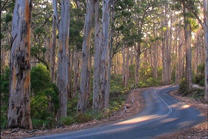 1 Day Margaret River Sightseeing Tour from Perth - Authentic Insights from Tour Participants