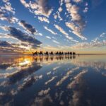 1 Hour Broome Sunset Camel Tour - What Travelers Are Saying