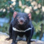 1-Hour Tasmanian Devil Feeding Day Tour at Cradle Mountain - The Value of the Experience