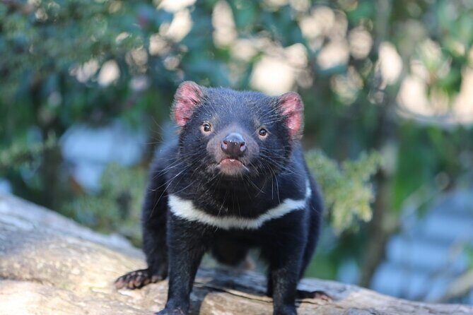 1-Hour Tasmanian Devil Feeding Day Tour at Cradle Mountain - The Value of the Experience