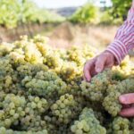 1 Hour Wine tasting at Ross Hill Wines in Orange NSW - The Logistics: Planning Your Visit