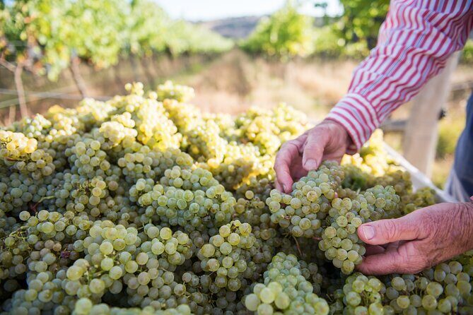 1 Hour Wine tasting at Ross Hill Wines in Orange NSW - The Logistics: Planning Your Visit