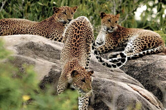 10 Days/ 9 Nights - Heritage Wildlife and Waves in Sri Lanka - Detailed Breakdown of the Itinerary