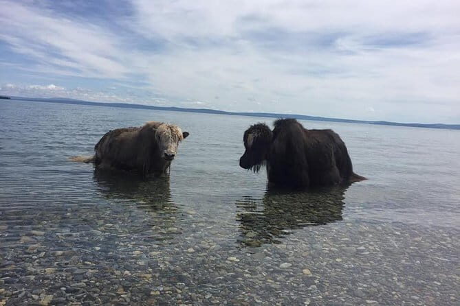 10 Days Northern Mongolian Khuvsgul Lake & Central Mongolian tour - Practical Insights and Value