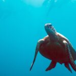 2 Day & 2 Night Whitsundays Sailing Adventure on Broomstick - Day 2: Up Close with Whitehaven Beach and Snorkeling