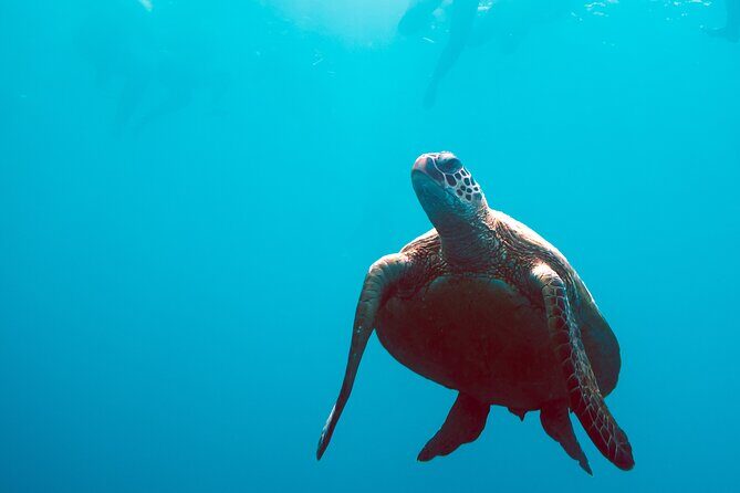 2 Day & 2 Night Whitsundays Sailing Adventure on Broomstick - Day 2: Up Close with Whitehaven Beach and Snorkeling