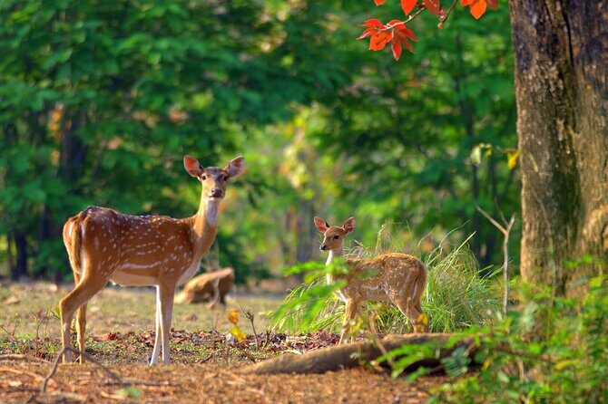 2 Day Jim corbett national park tour with 2 Safari - Authentic Experiences and Genuine Value